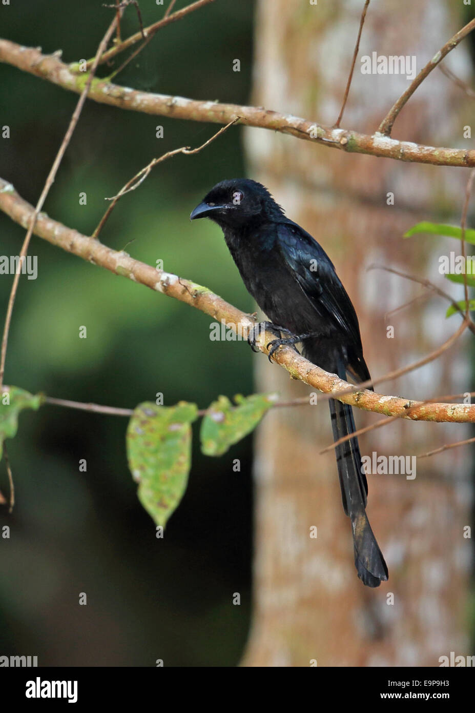 Sumatran drongo hi-res stock photography and images - Alamy