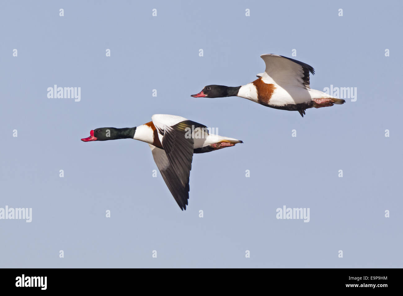 Common male and female shelducks in flight hi-res stock photography and ...