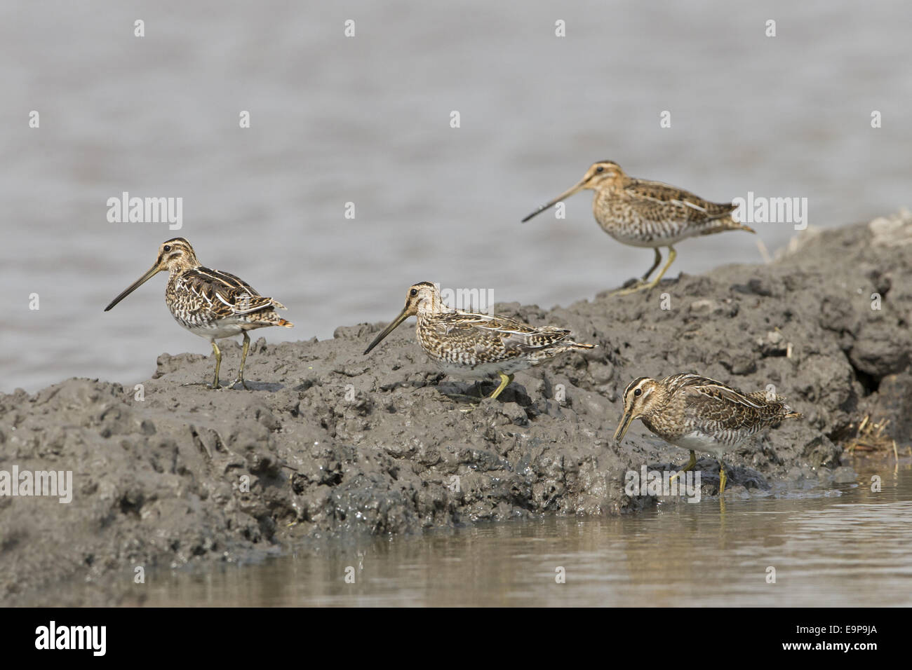 Common Snipe (Gallinago gallinago) four adults, standing on mud at edge ...