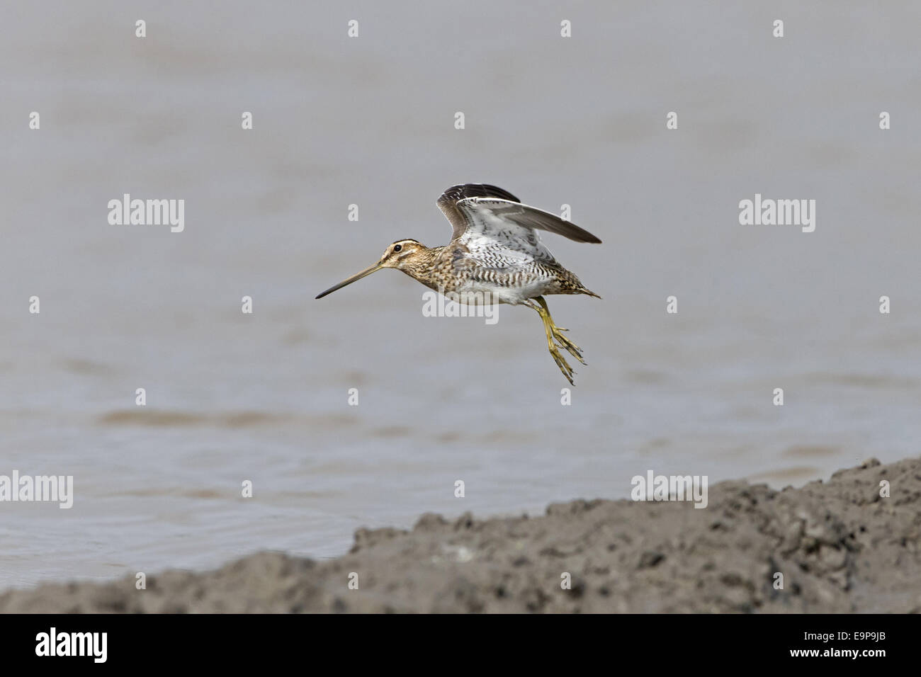 Uk snipe bird flying common hi-res stock photography and images - Alamy