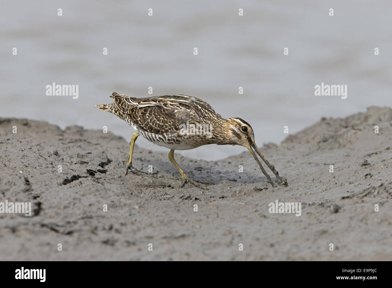 Common Snipe (Gallinago gallinago) adult, feeding on mud at edge of ...