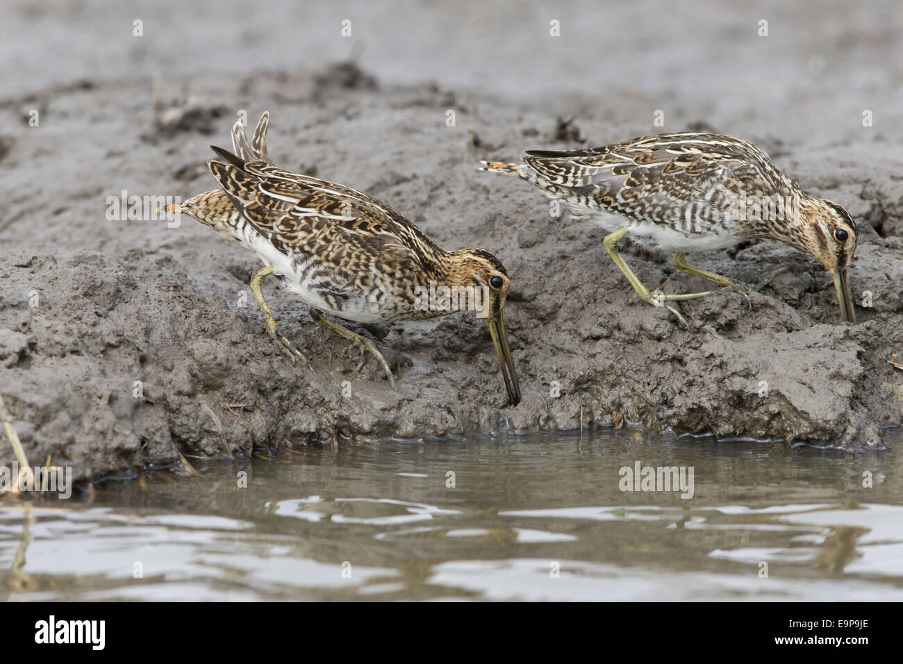 Two snipes hi-res stock photography and images - Alamy
