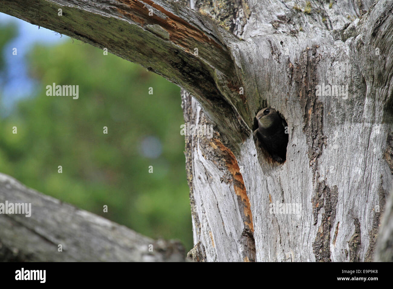 Common Swift (Apus apus) adult, nesting in Great Spotted Woodpecker ...