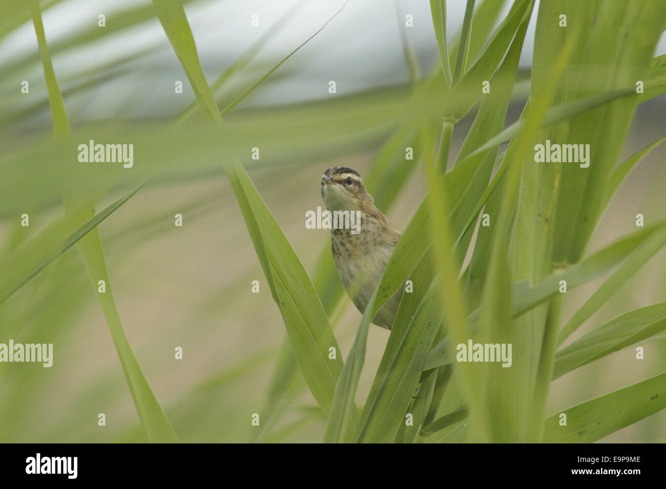 Sedge Warbler (Acrocephalus schoenobaenus) juvenile, perched amongst ...