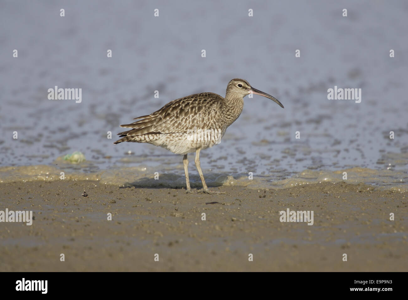 Muddy estuaries hi-res stock photography and images - Alamy