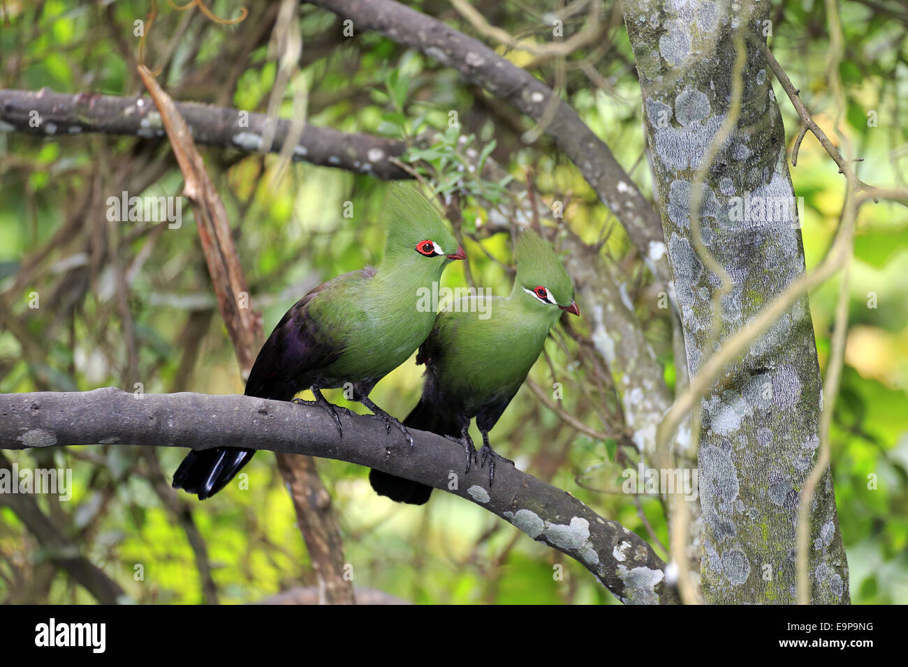 Guinea turaco tauraco persa hi-res stock photography and images - Alamy
