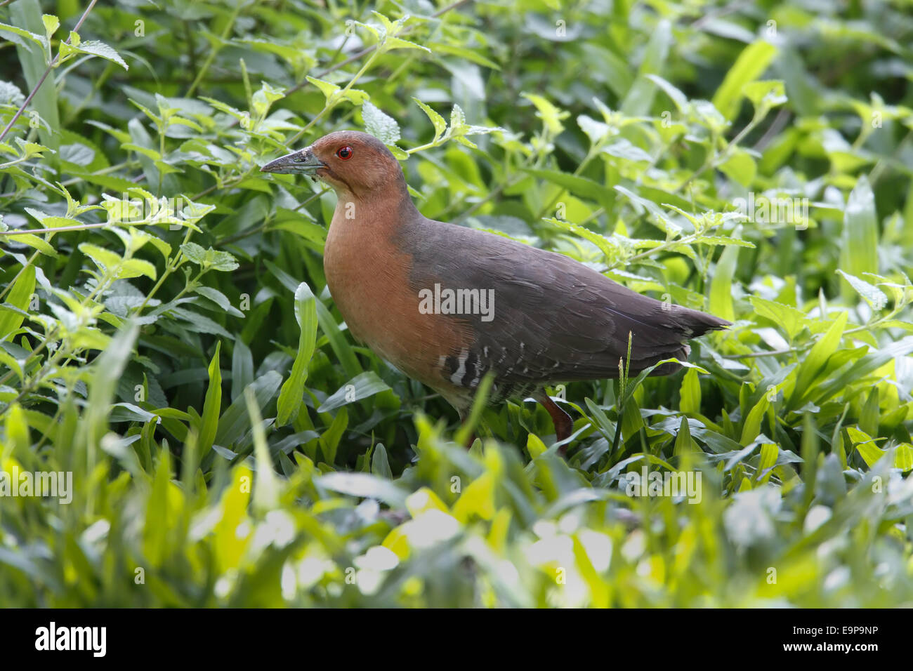 Paykullii hi-res stock photography and images - Alamy