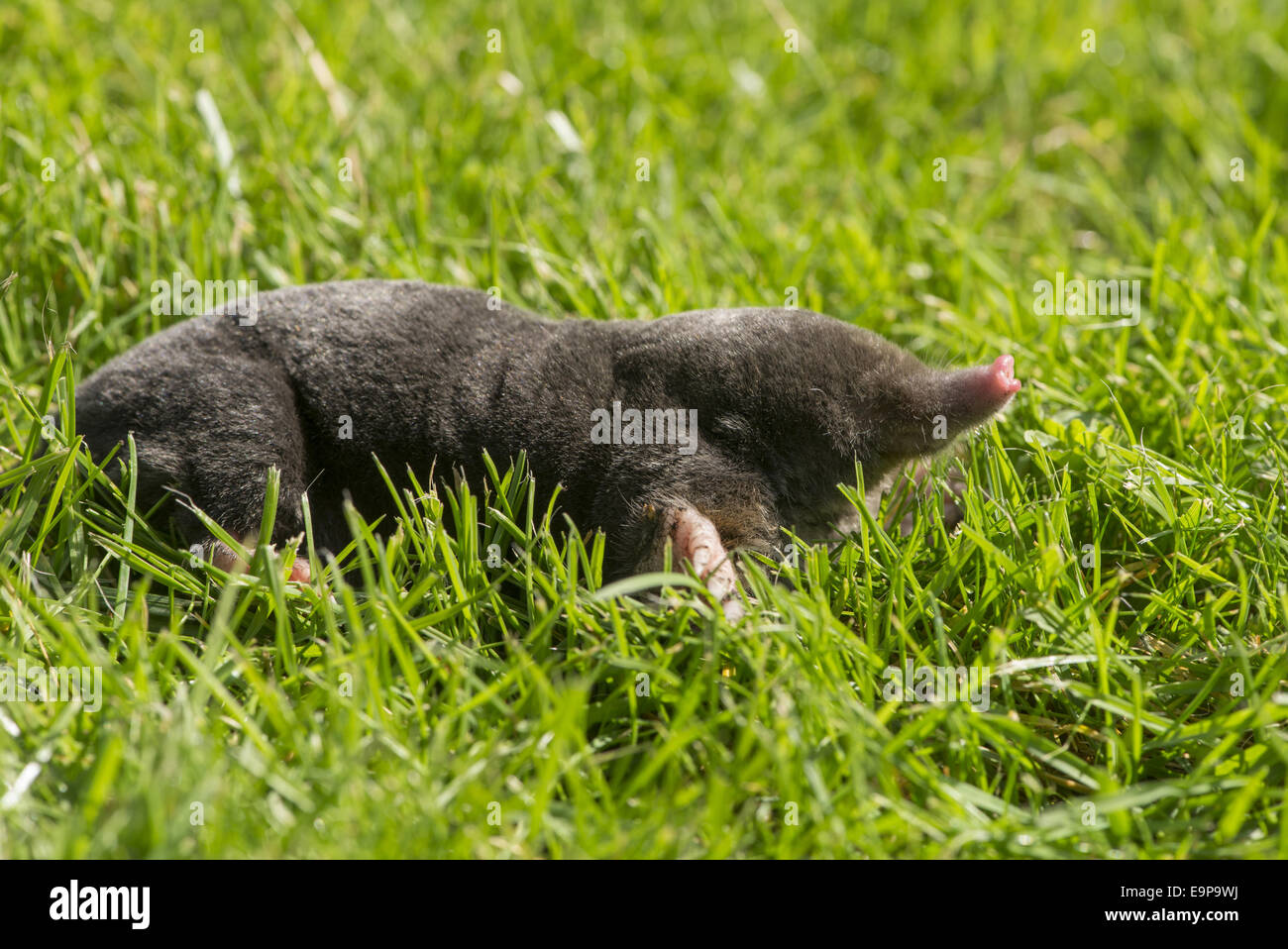 Northern mole talpa hi-res stock photography and images - Alamy