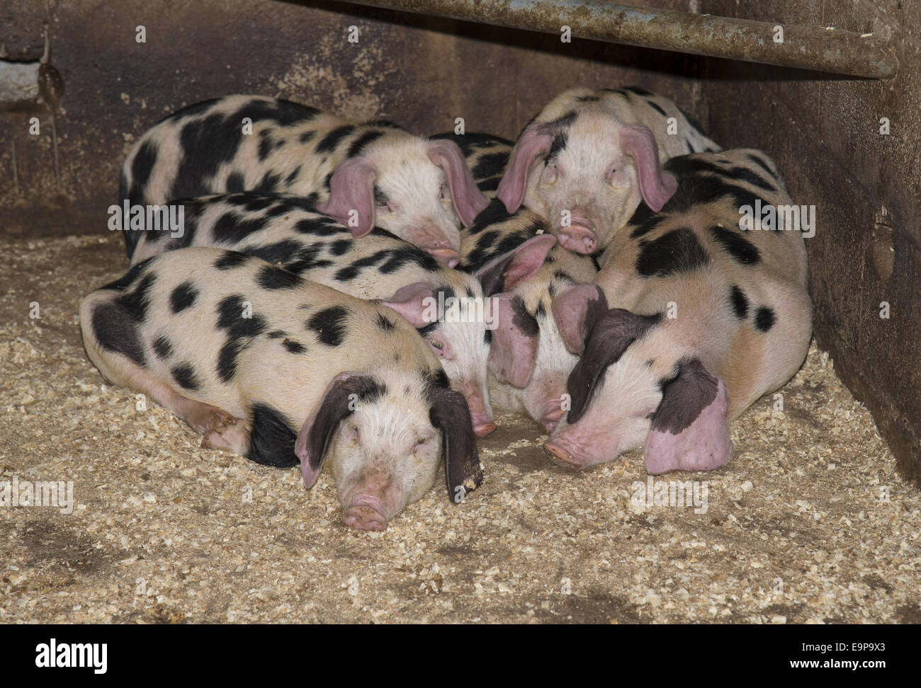 Domestic Pig, spotty piglets, sleeping on shavings, Burnley, Lancashire ...