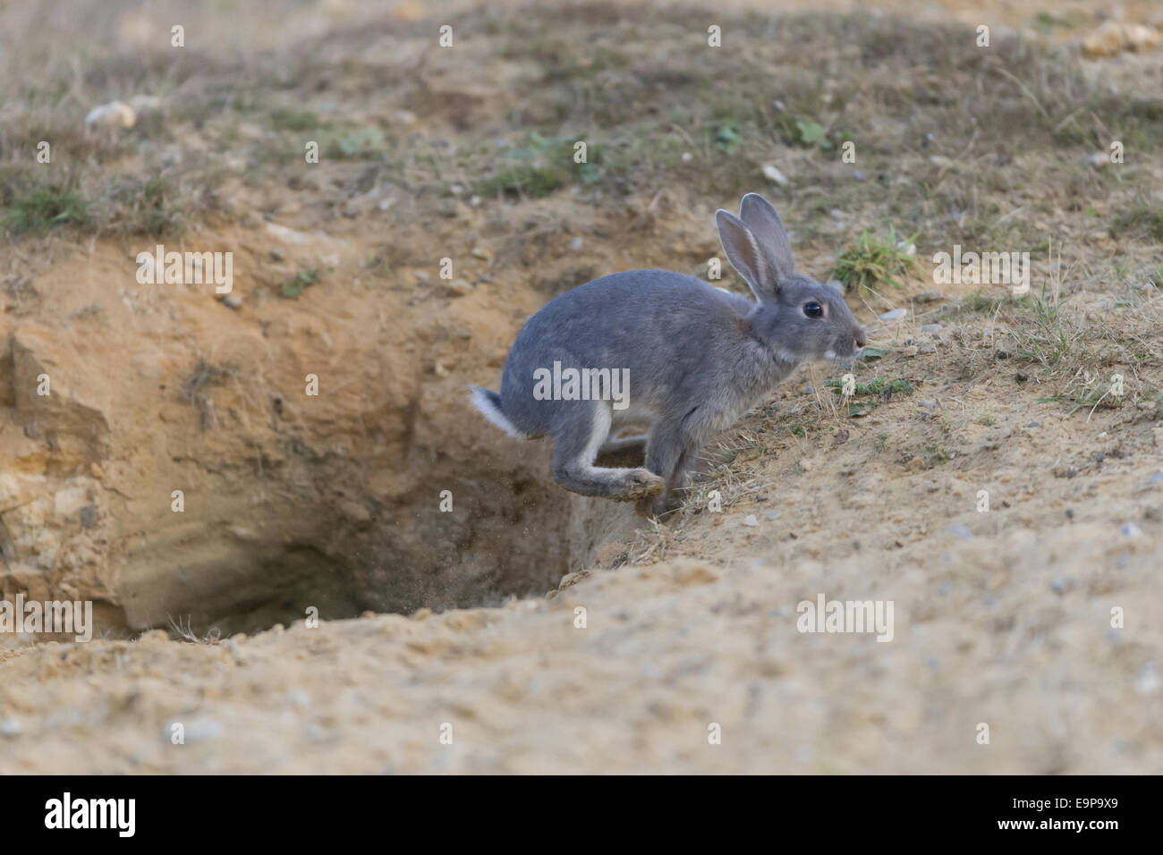 Rabbit holes uk hi-res stock photography and images - Alamy