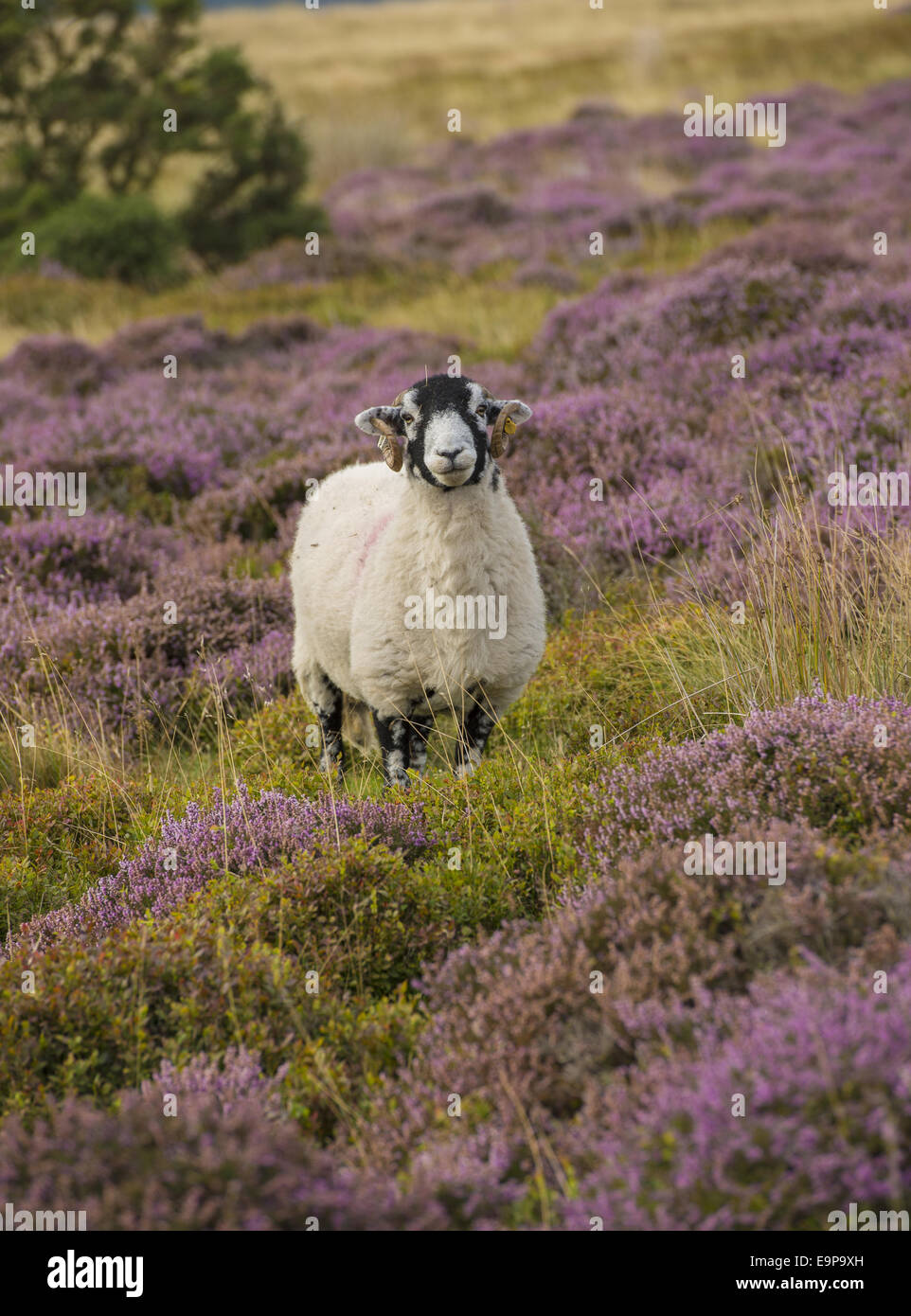 Domestic Sheep, Swaledale ewe, standing amongst flowering heather ...