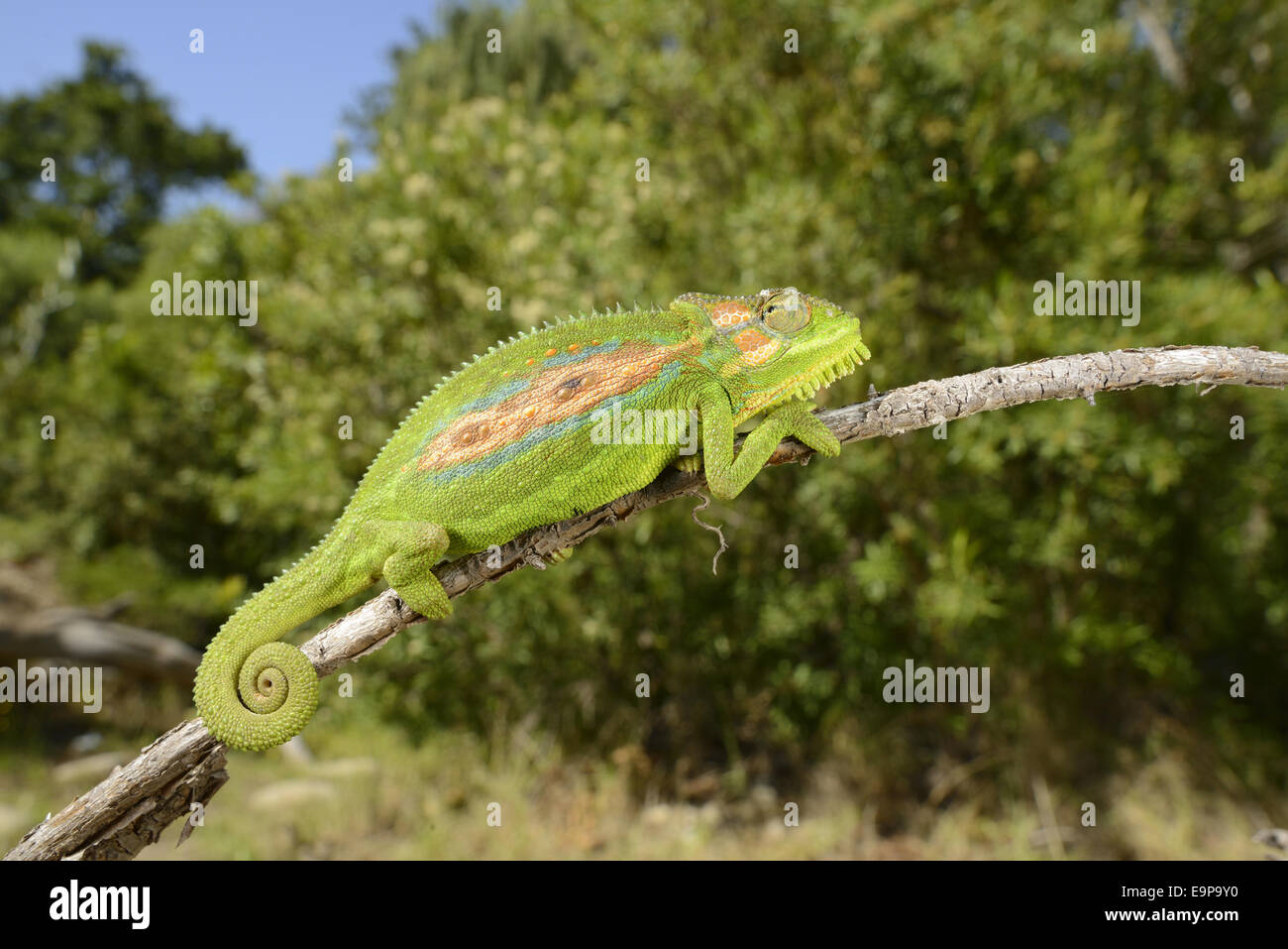 Cape Dwarf Chameleon (Bradypodion pumilum) adult, climbing on stick ...