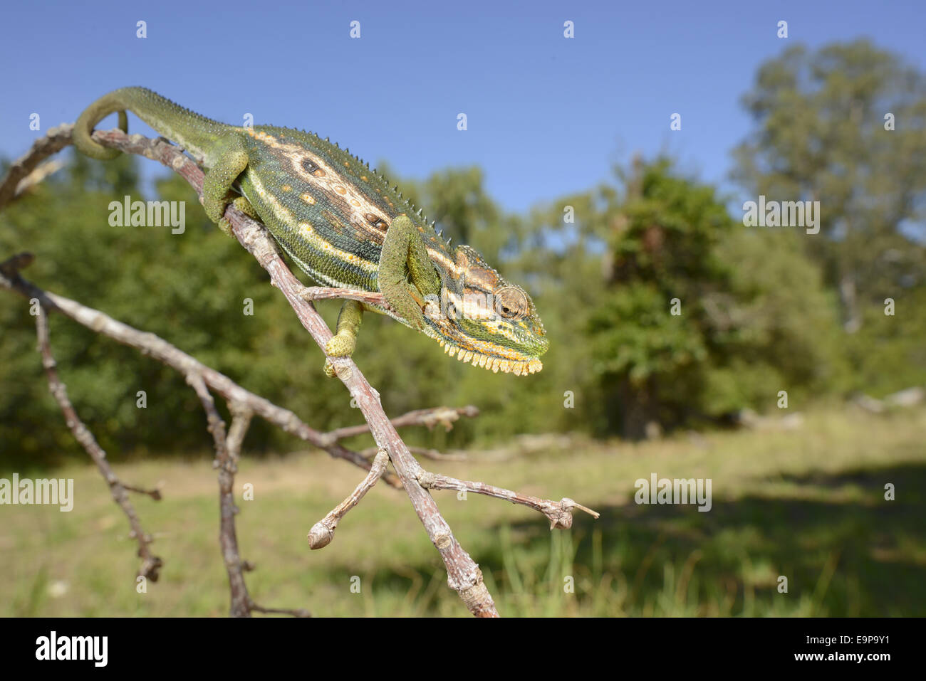 Cape Dwarf Chameleon (Bradypodion pumilum) adult, climbing on twig ...