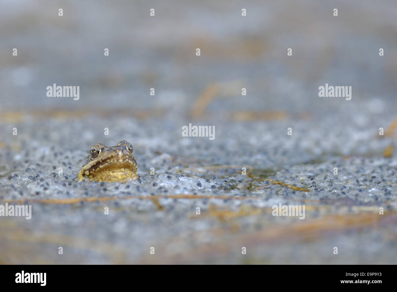 Italian frog hi-res stock photography and images - Alamy
