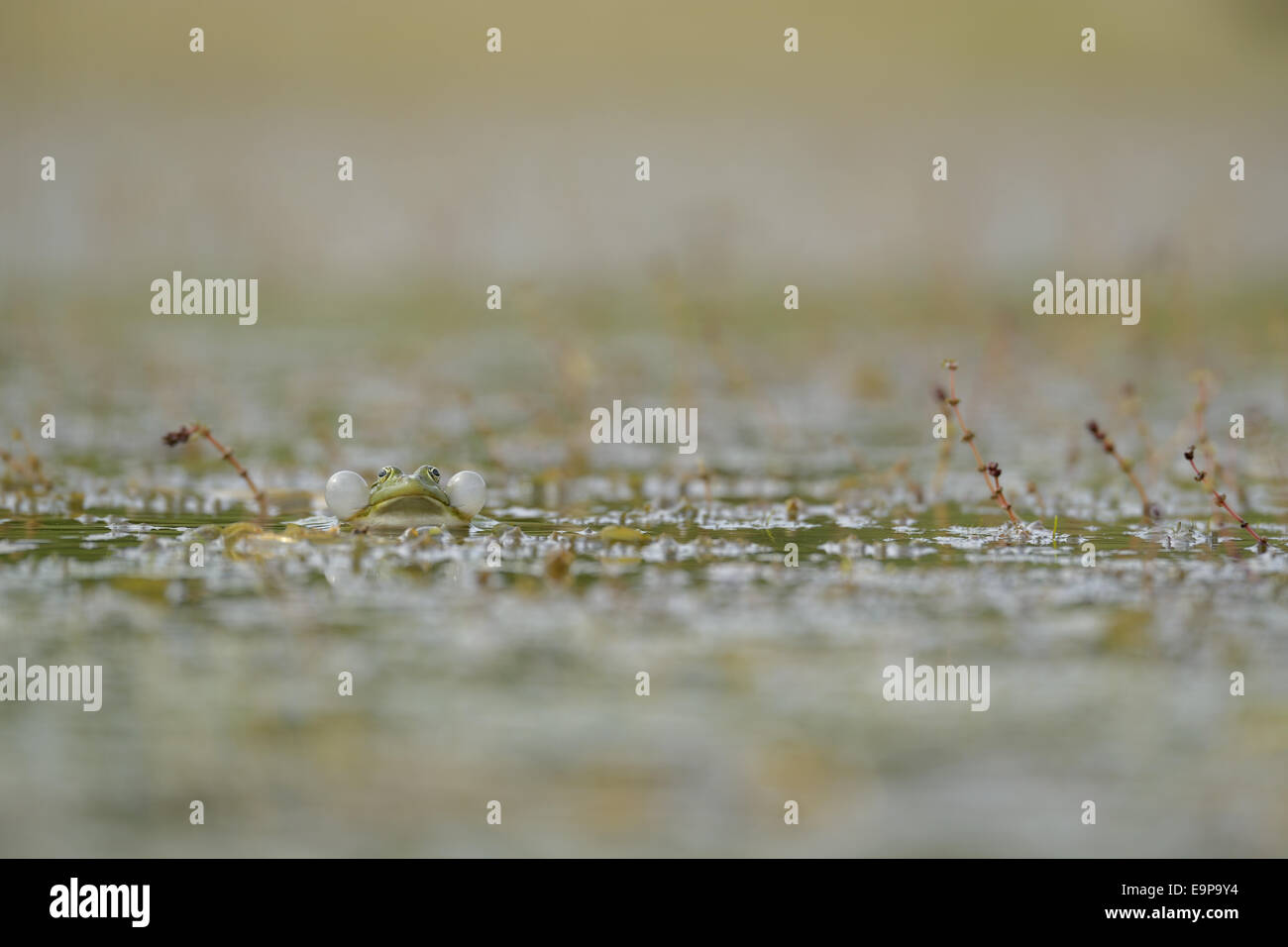 Marsh Frog (Pelophylax ridibundus) adult, calling with inflated vocal ...