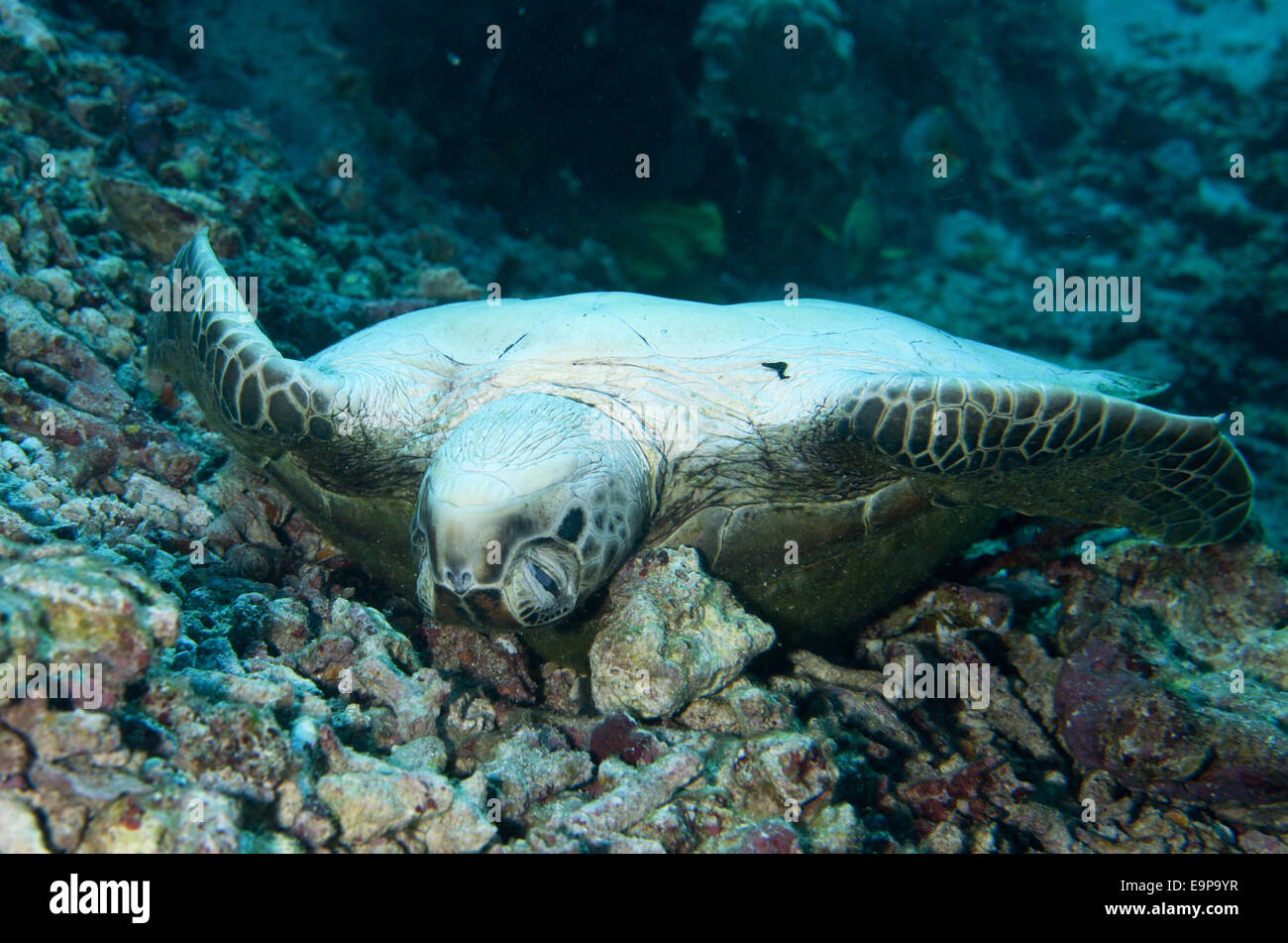 Green Sea Turtle (Chelonia mydas) dead adult, laying on back underwater ...