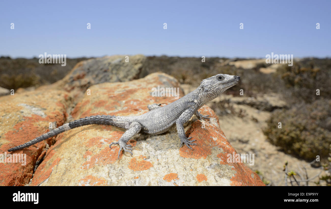 African spiny tailed lizard hi-res stock photography and images - Alamy