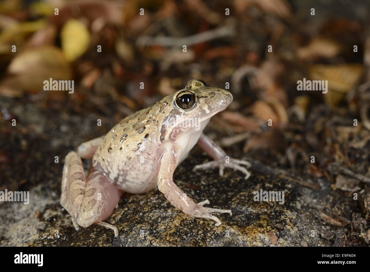 Frog stream africa africa hi-res stock photography and images - Alamy