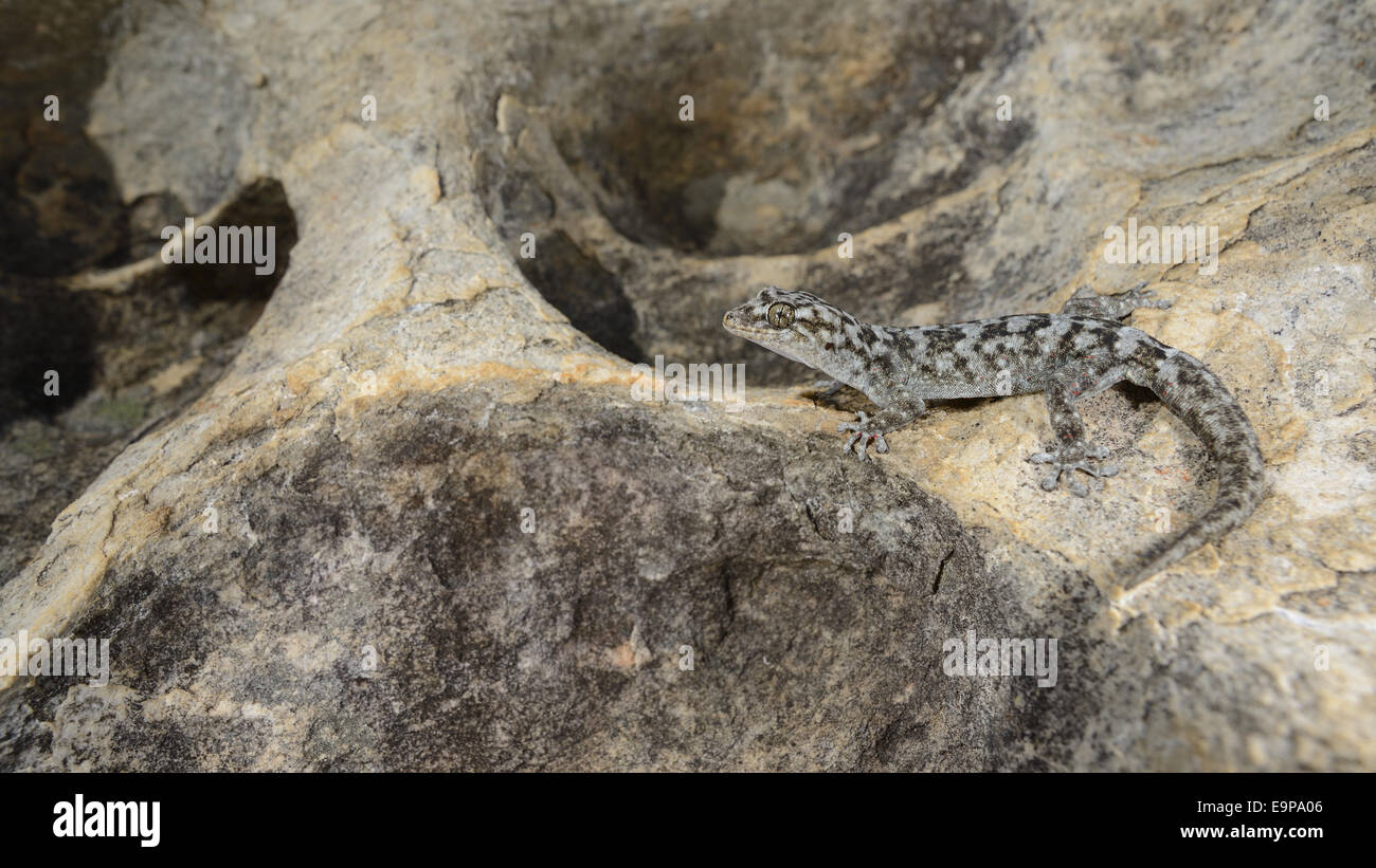 Rock gecko south africa hi-res stock photography and images - Alamy