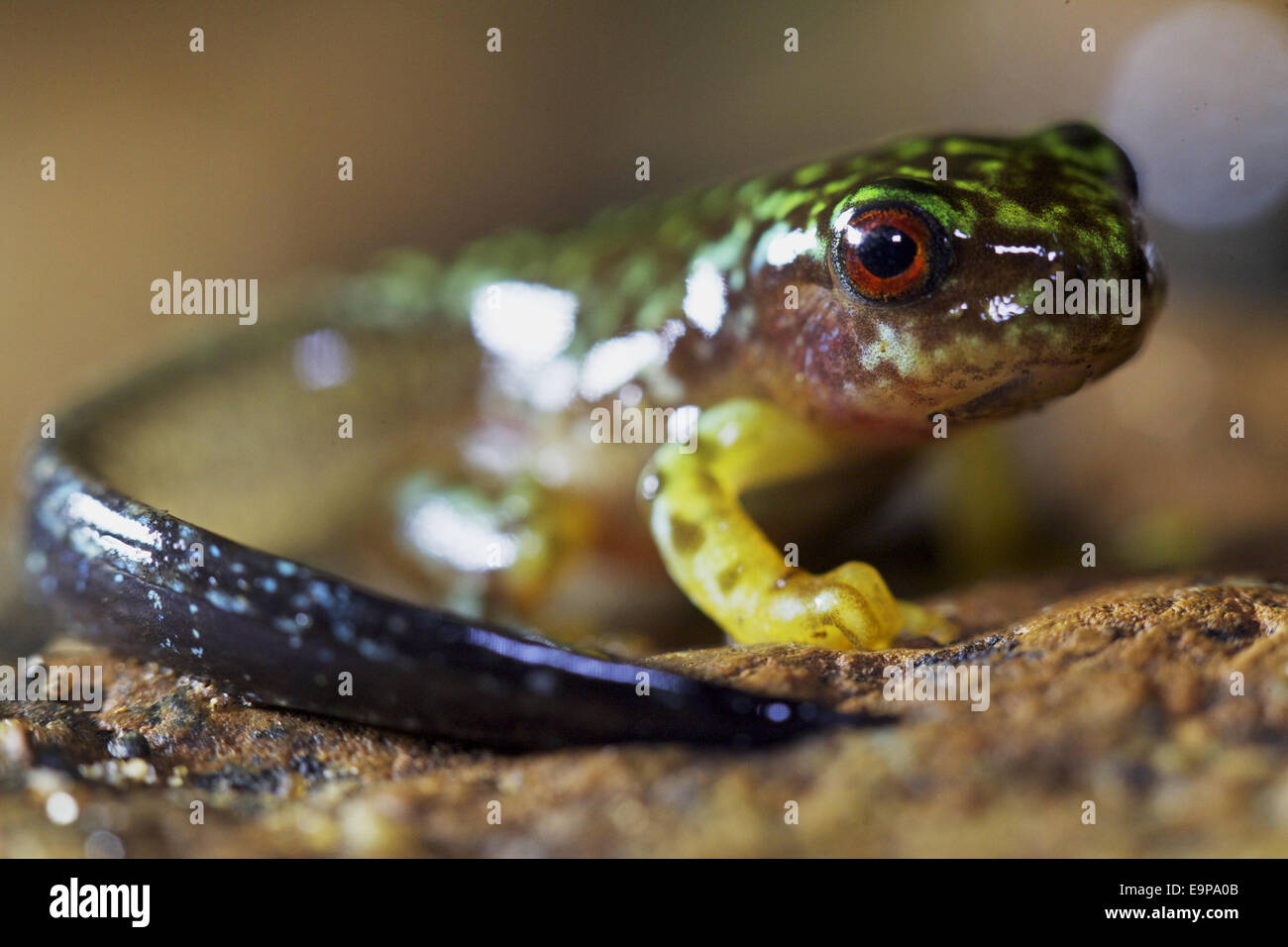 Copan brook frog hi-res stock photography and images - Alamy