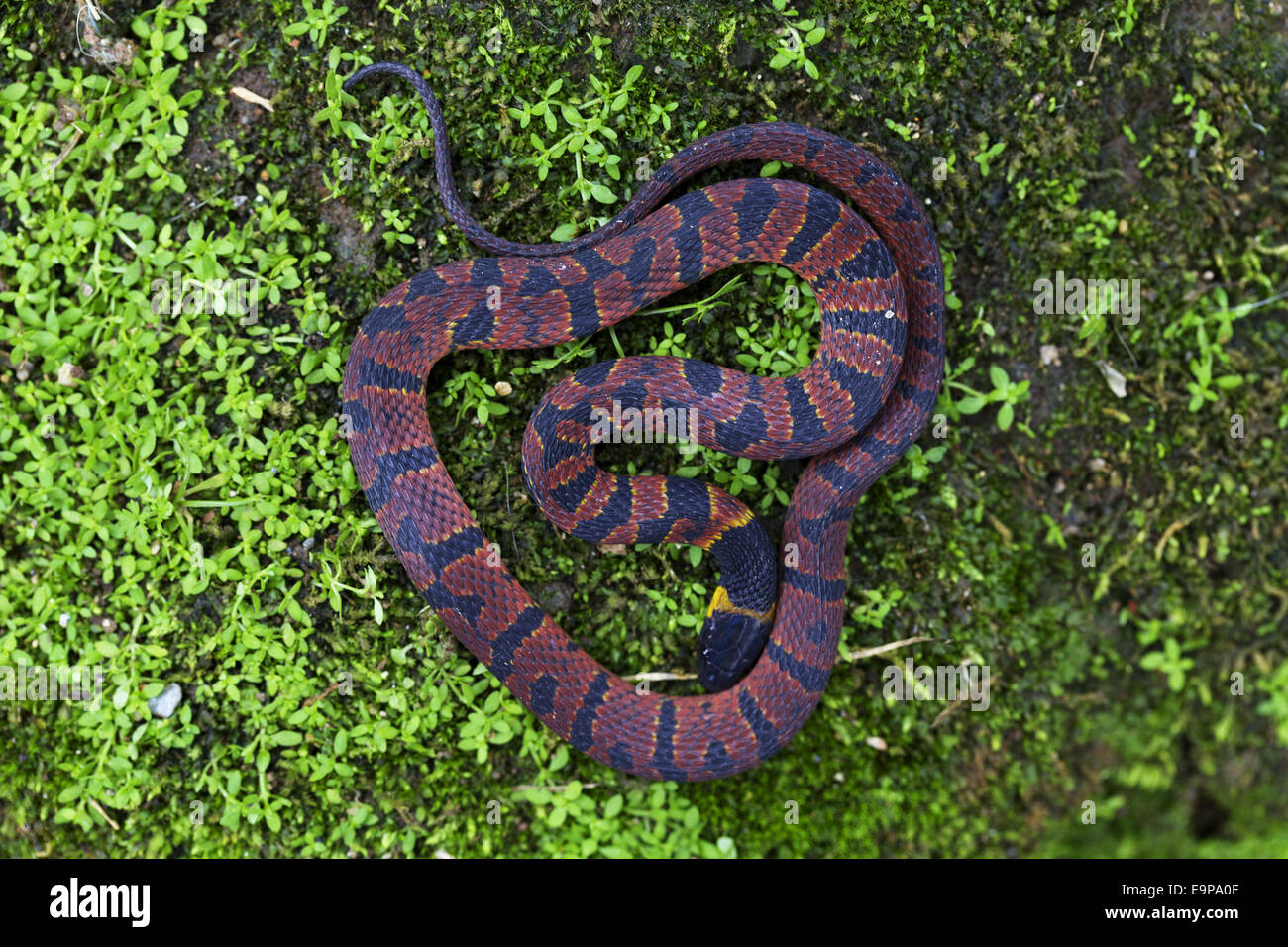 Carnivore Cafe Snake