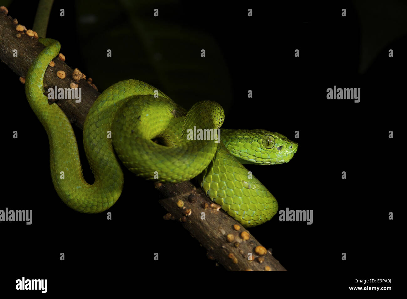 Honduran Palm-pitviper (Bothriechis marchi) juvenile, coiled on branch ...
