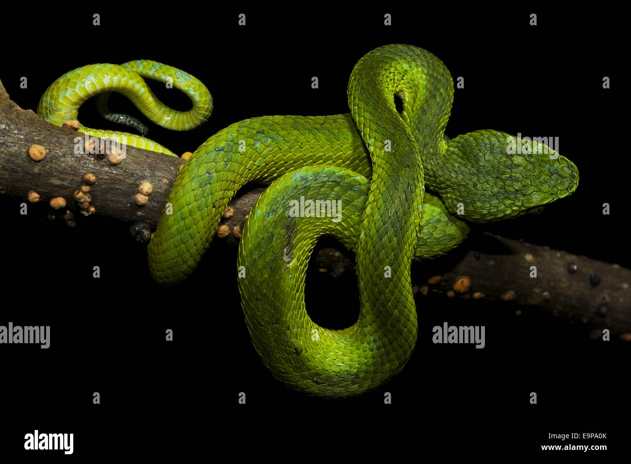 Honduran Palm-pitviper (Bothriechis marchi) juvenile, coiled on branch ...