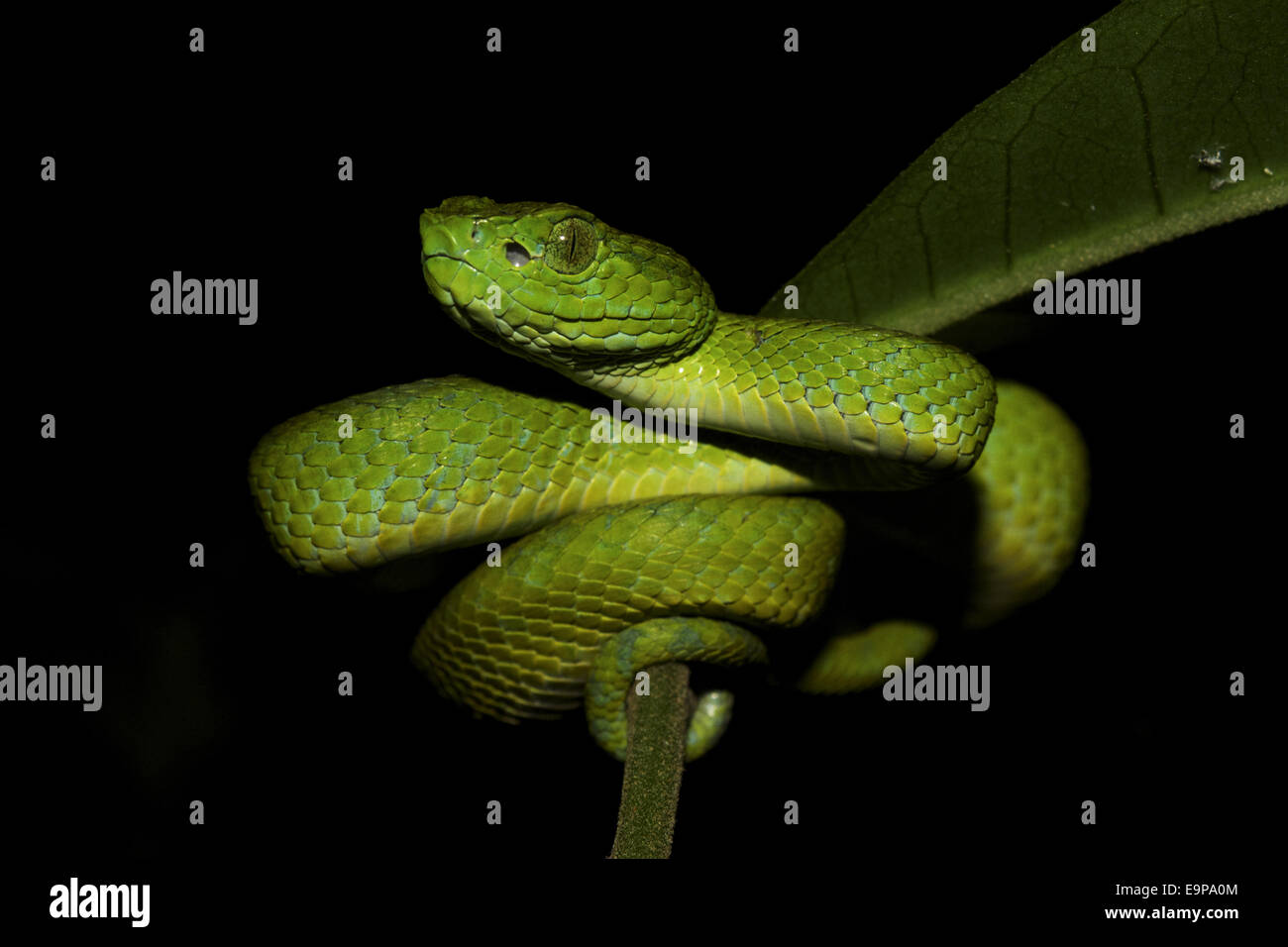 Honduran Palm-pitviper (Bothriechis marchi) juvenile, coiled on leaf ...