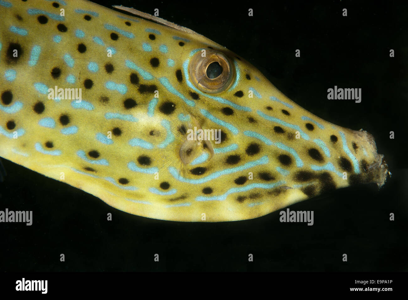 Scrawled Filefish (Aluterus scriptus) adult, close-up of head, at night ...