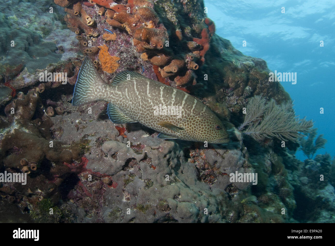 Tiger Grouper (Mycteroperca tigris) adult, swimming in coral reef ...