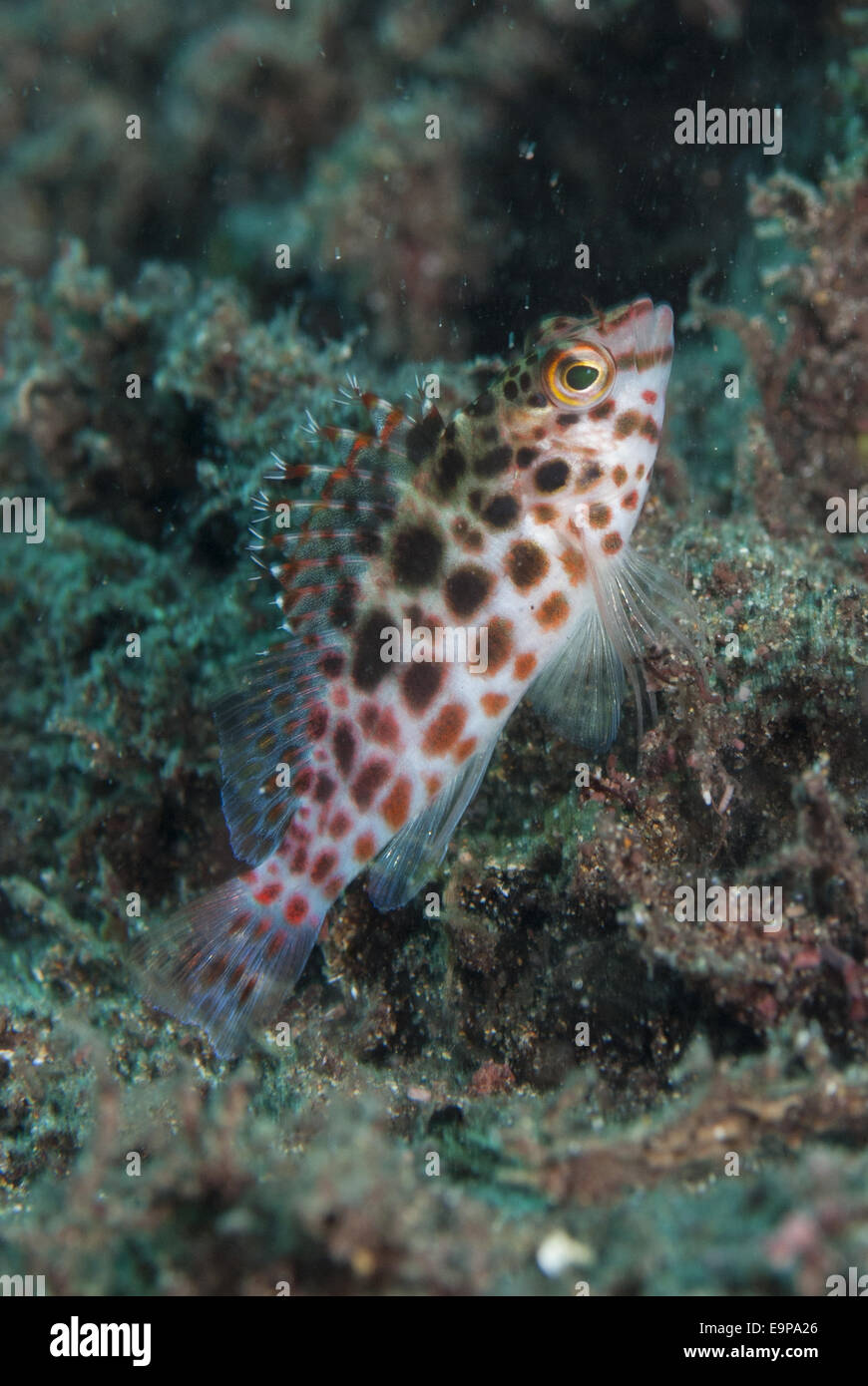 Spotted Hawkfish (Cirrhitichthys oxycephalus) adult, Uhak River, Wetar ...