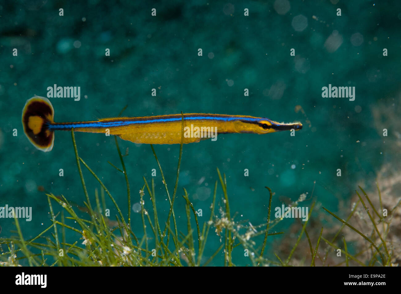 Honshu Pipefish (Doryrhamphus japonicus) adult male, with eggs in brood ...