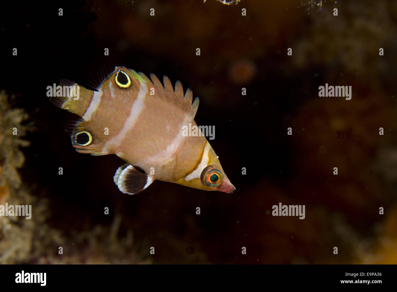 Blackspot Pygmy Wrasse (Wetmorella nigropinnata) juvenile, swimming ...