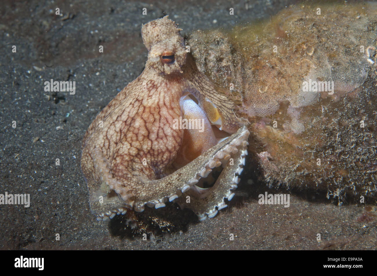 Veined Octopus (Amphioctopus marginatus) adult, sheltering in bottle ...