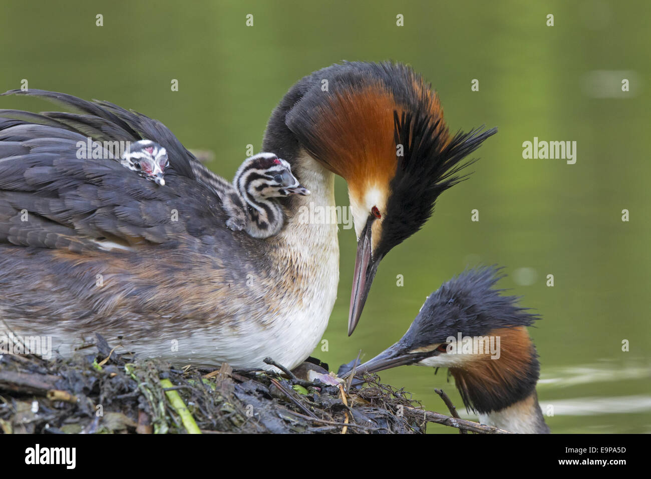 Great Crested Grebe (Podiceps cristatus) adult pair with chicks, parent ...