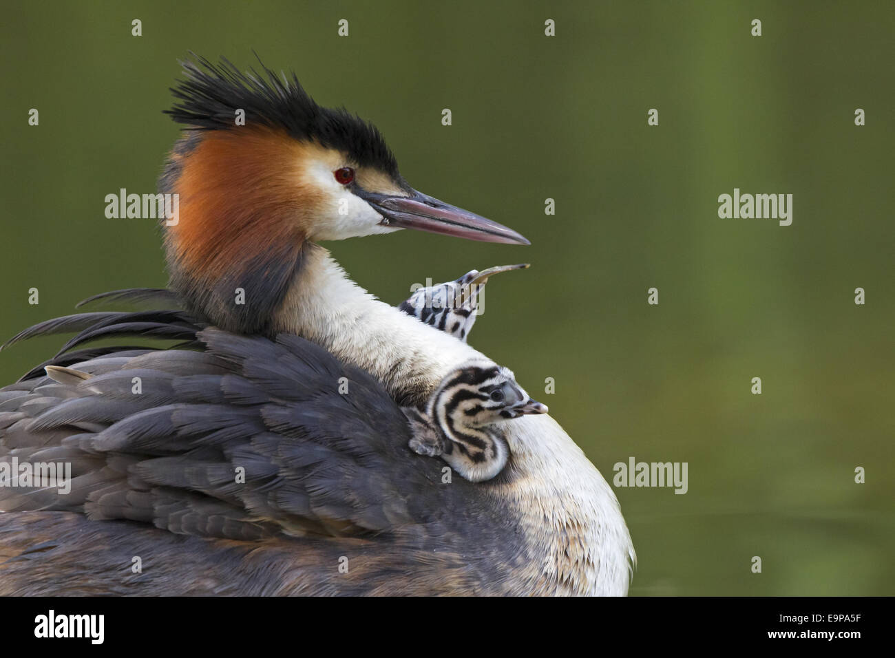 Great Crested Grebe (Podiceps cristatus) adult with chicks, one chick ...