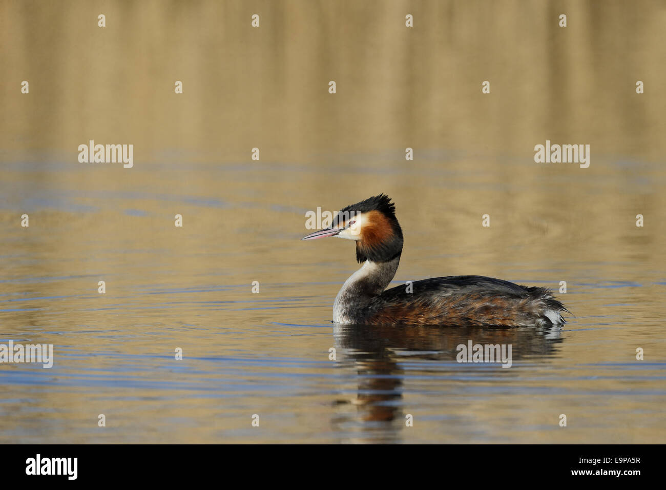 Great Crested Grebe (Podiceps cristatus) adult, breeding plumage ...