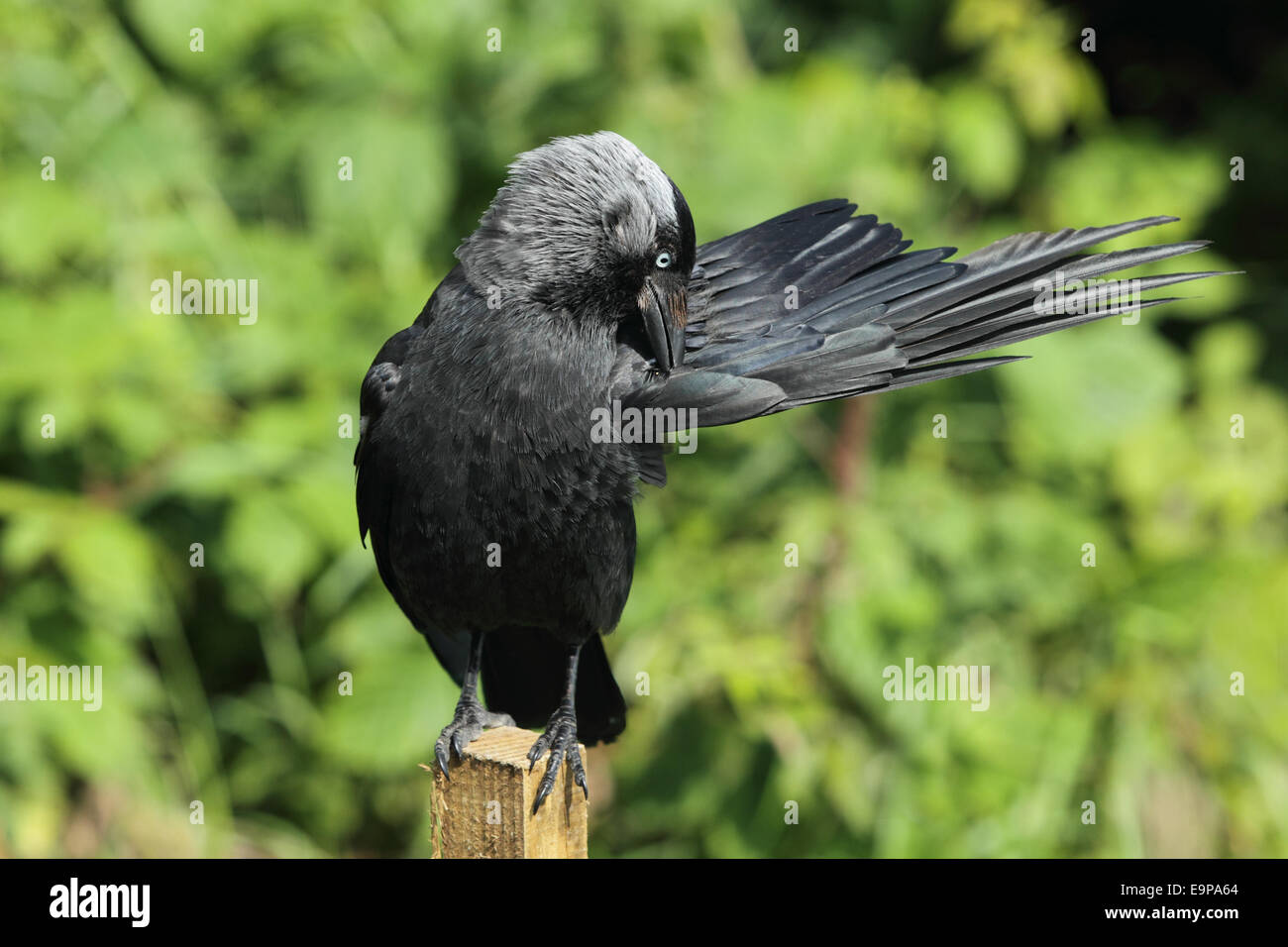 Preening jackdaw hi-res stock photography and images - Alamy