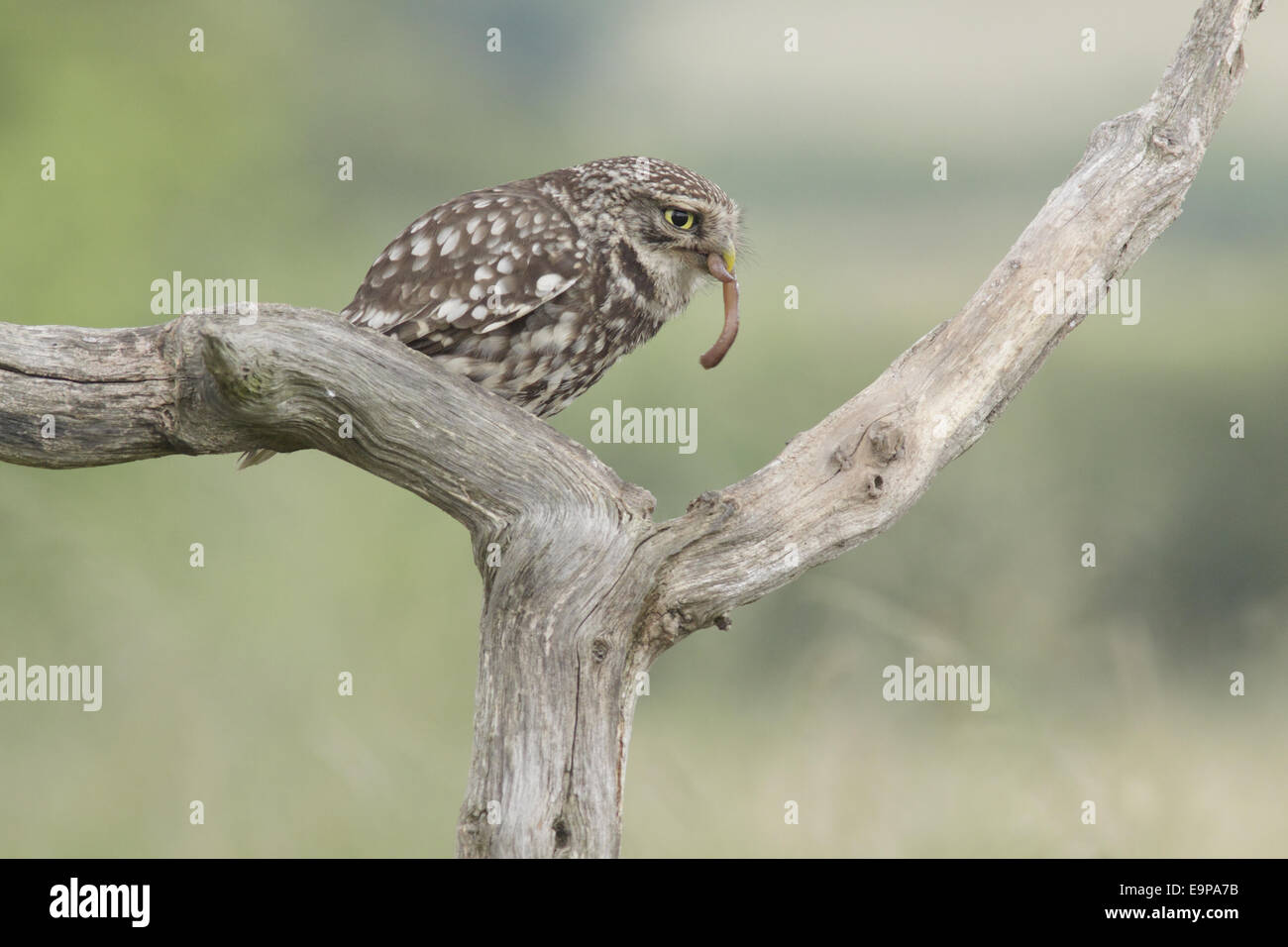 Earthworm predator hi-res stock photography and images - Alamy