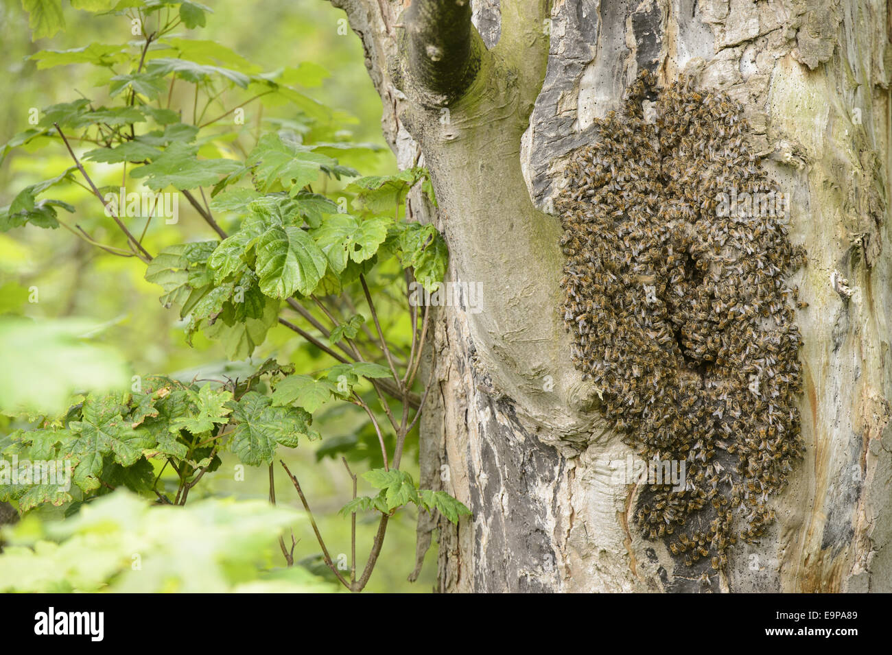 Bees Nest Trunk Stock Photos & Bees Nest Trunk Stock Images - Alamy