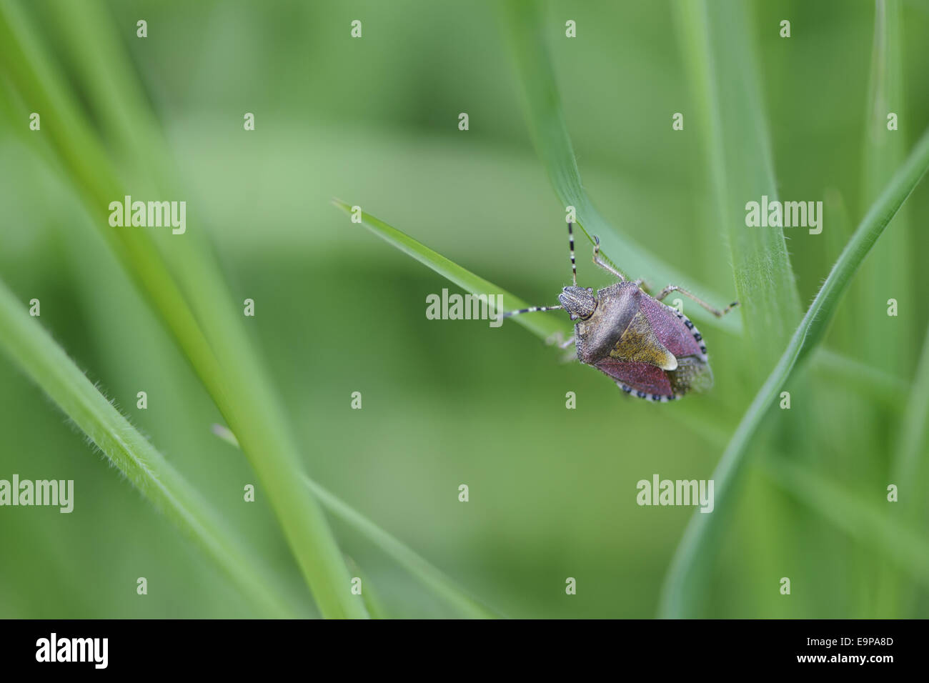Sloe Bug (Dolycoris baccarum) adult, on grass in churchyard, St ...