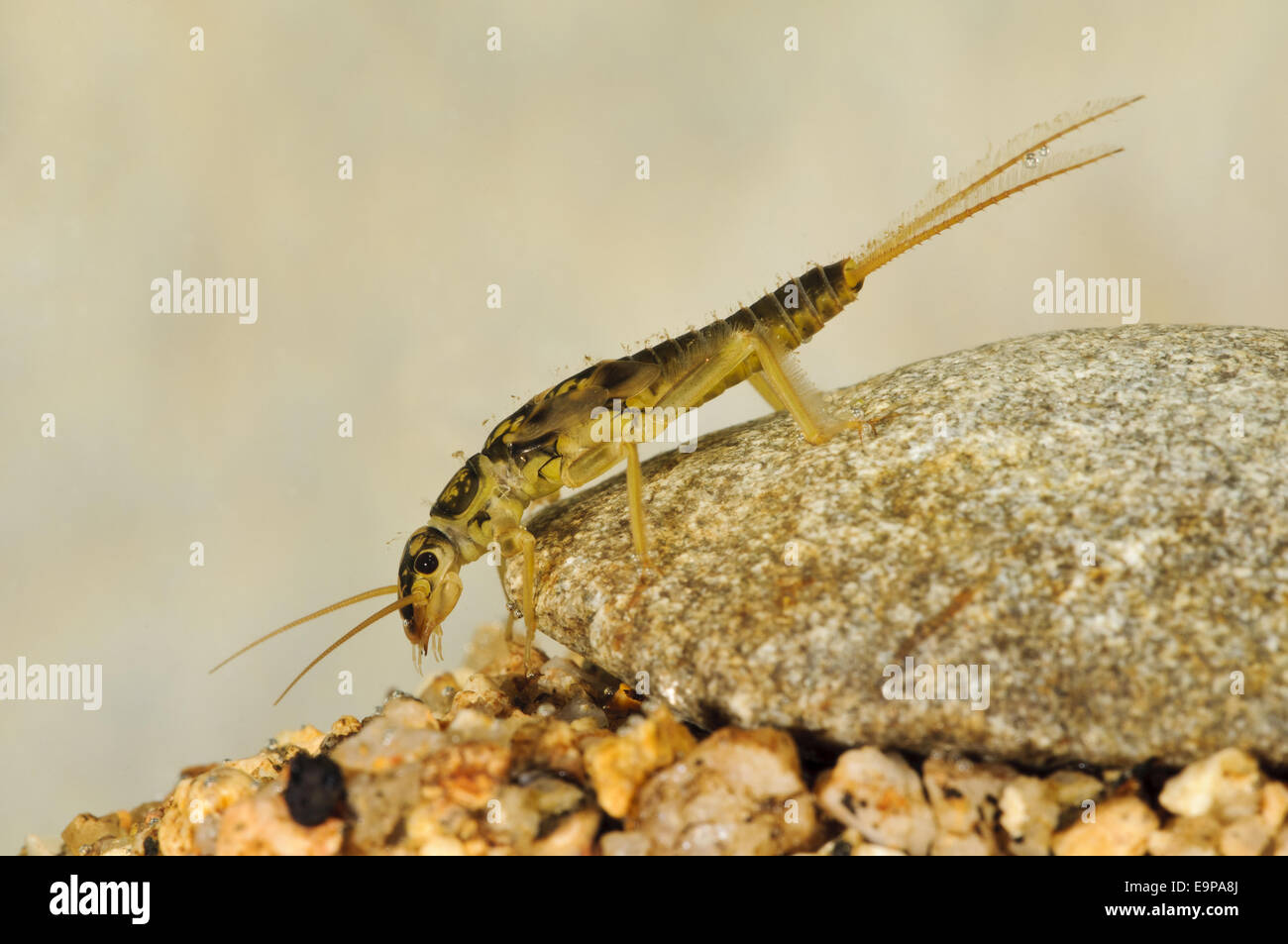 Stonefly plecoptera hi-res stock photography and images - Alamy