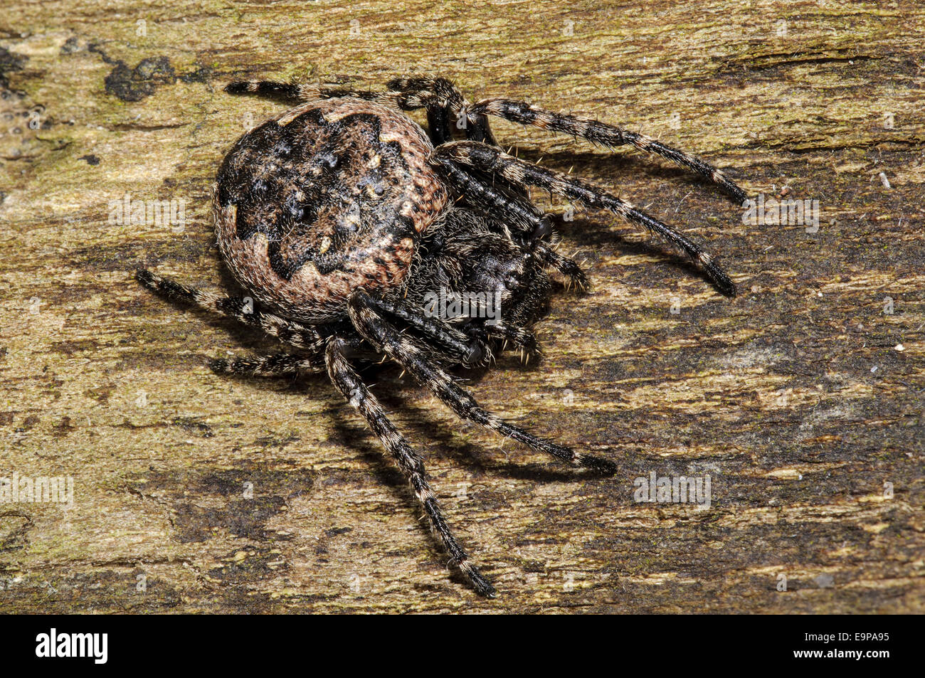 Walnut Orb-weaver Spider (Nuctenea umbratica) adult female, resting on ...
