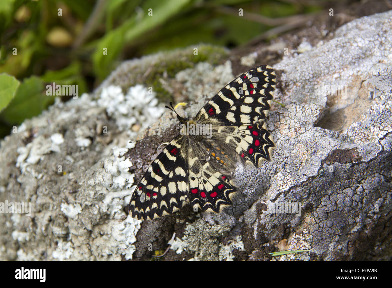 Spanish Festoon (Zerynthia rumina) adult, resting on rock, Extremadura ...
