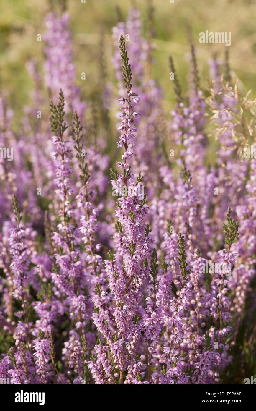 Common Heather (Calluna vulgaris) flowering, growing in upland valley ...
