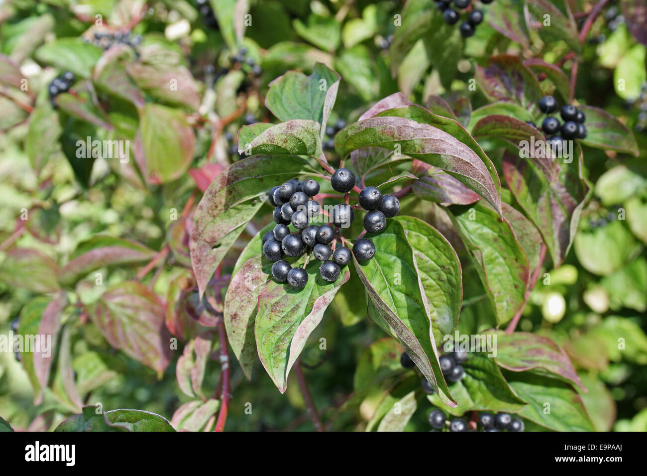 Close up common european dogwood hi-res stock photography and images ...
