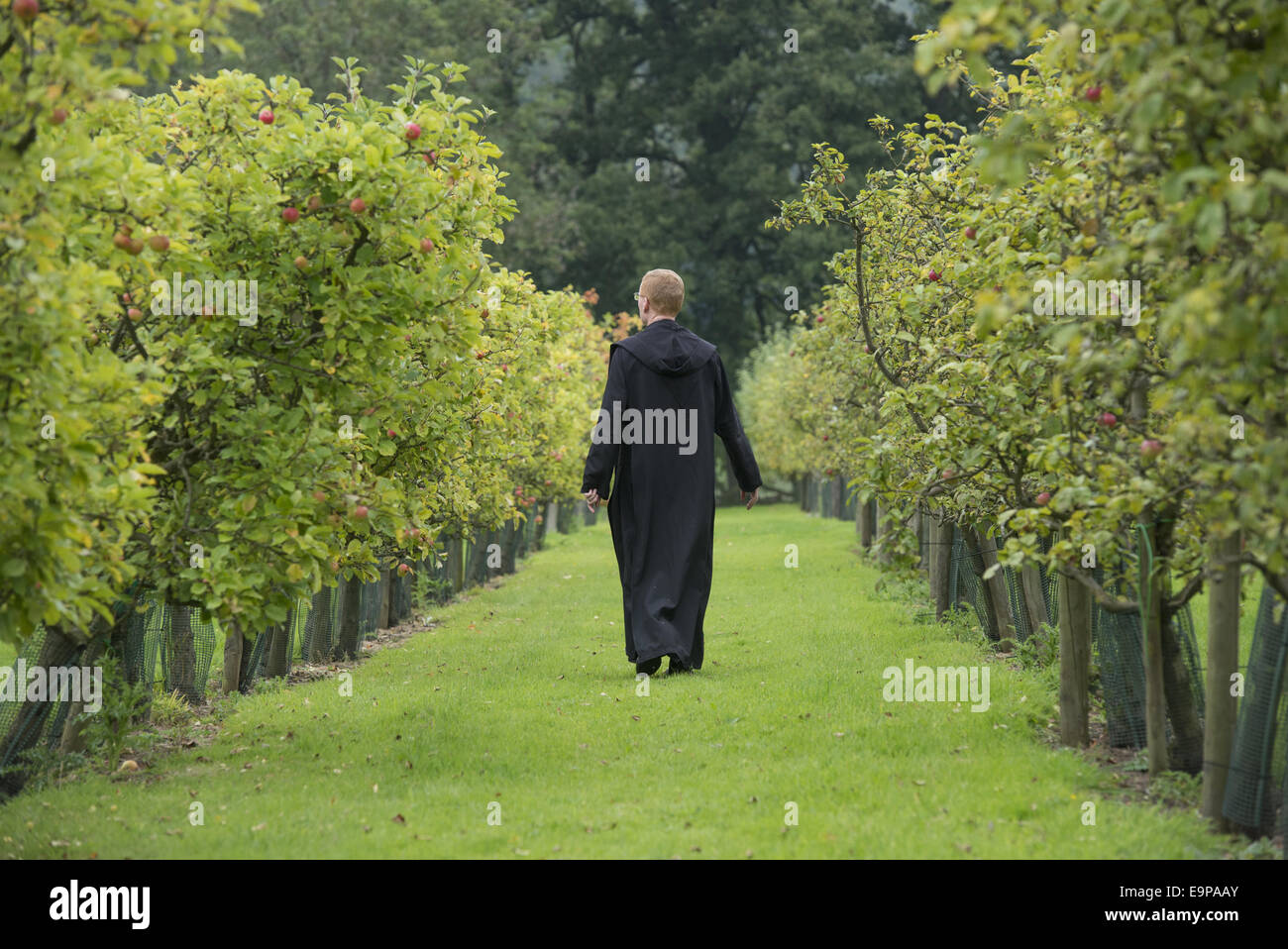 Cultivated Apple (Malus domestica) orchard, monk walking between trees ...