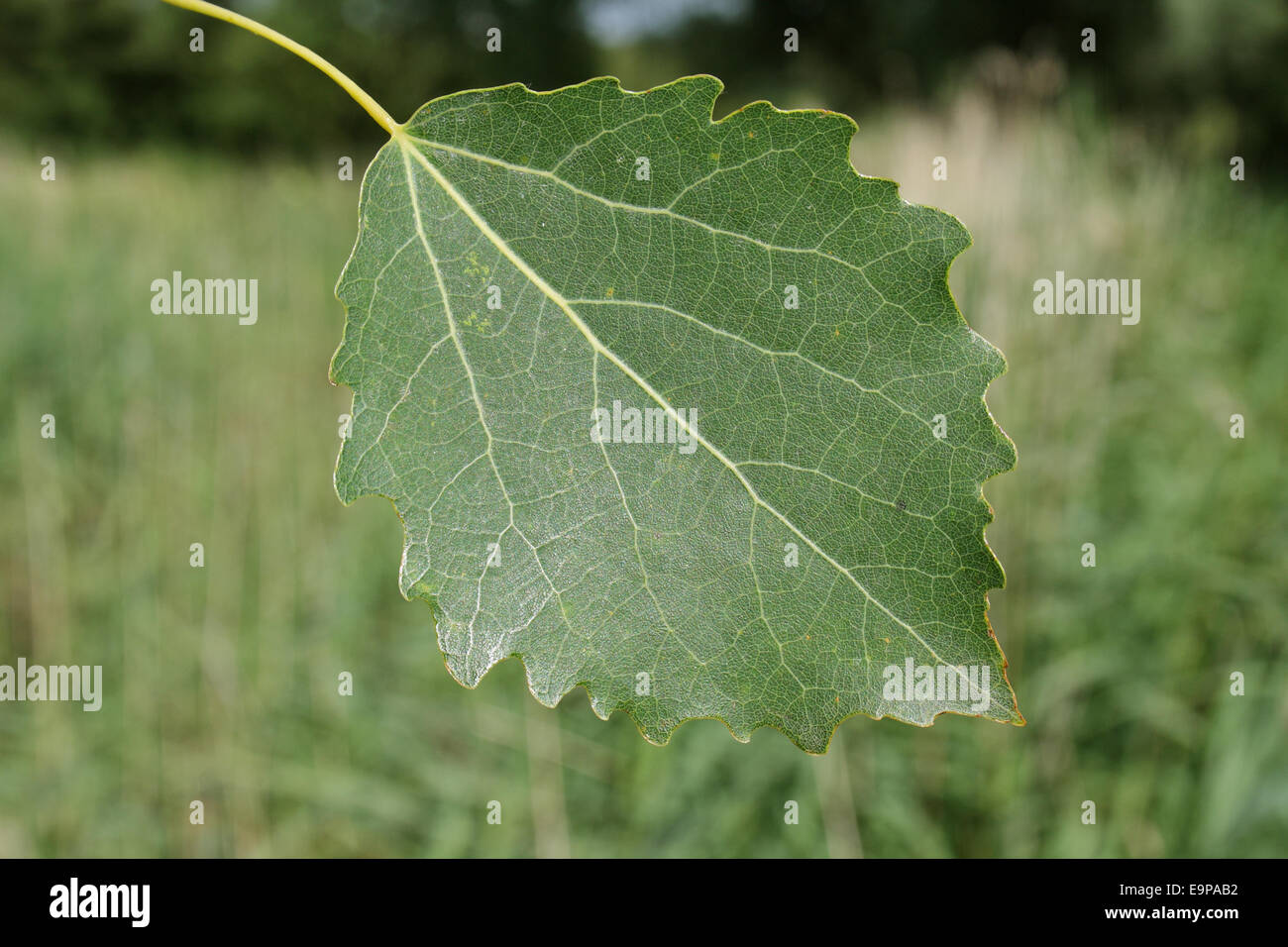 European Aspen (Populus tremula) close-up of leaf, growing in river ...