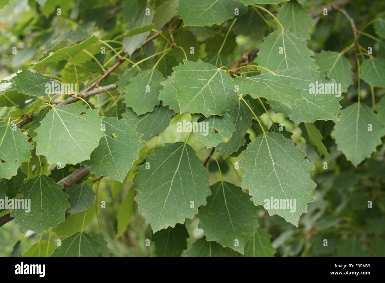 European Aspen (Populus tremula) close-up of leaves, growing in river ...