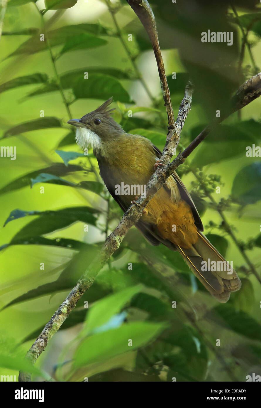 Ochraceous Bulbul (Alophoixus ochraceus sumatranus) adult, with crest ...